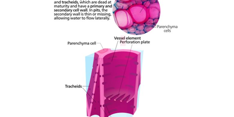 Ciri-ciri Jaringan Floem