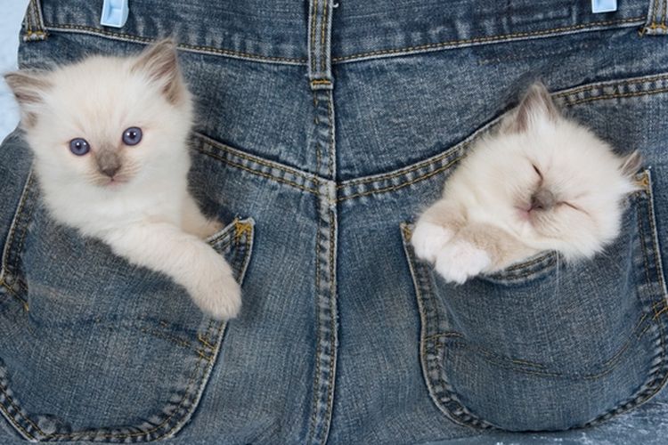Foto : Mau Buka Usaha Tas Gendong Kucing? Siapkan Modal Segini