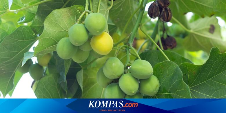 Bagaimana Cara Menjaga Kelestarian Tanaman Jarak?