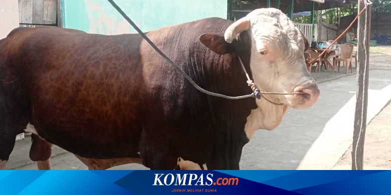 Sapi "Bule" 1,1 Ton Jadi Hewan Kurban Presiden Jokowi di Palembang