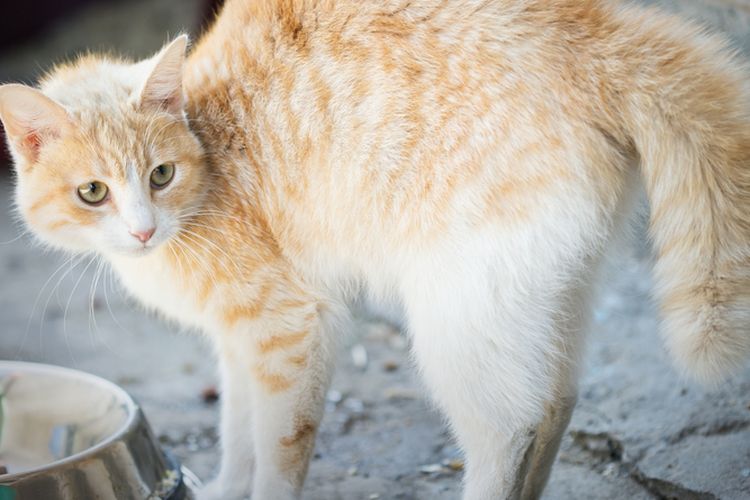 Ketahui, Ini Alasan Kucing Melengkungkan Punggungnya