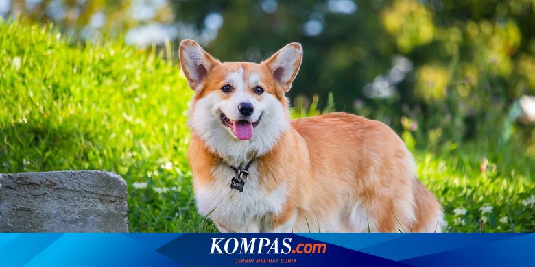 Alasan Ilmiah Anjing Setia kepada Pemiliknya