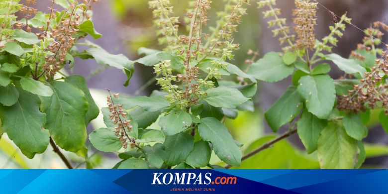 Tanaman Hias yang Bisa Digunakan sebagai Obat