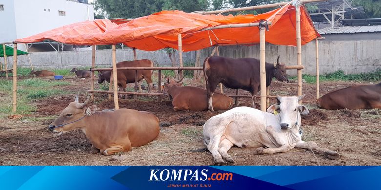 3 Jenis Sapi Populer untuk Kurban, Simak Perbedaannya