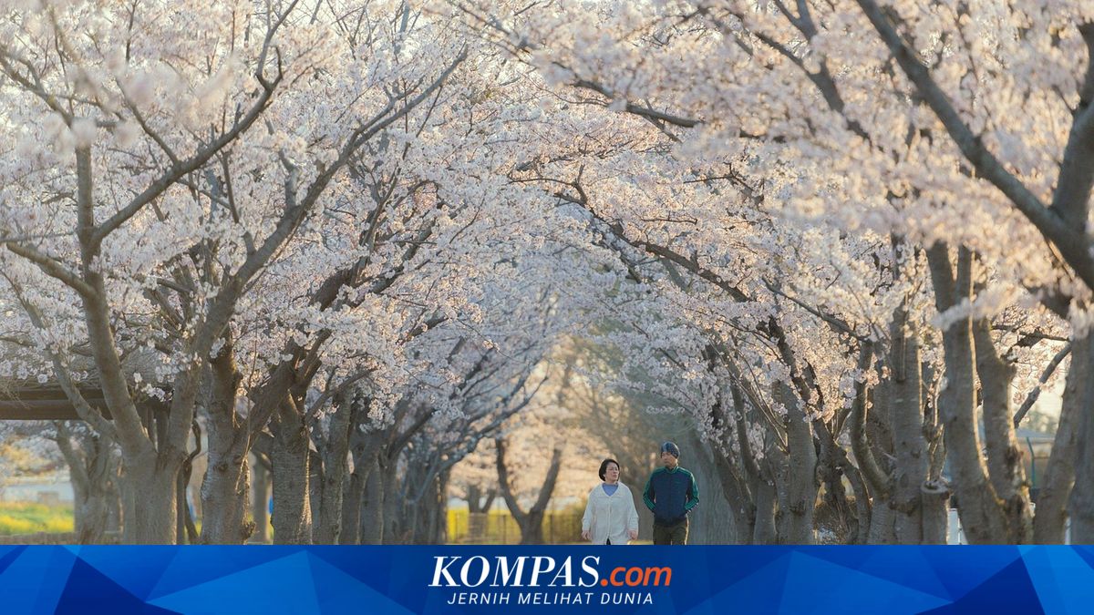 Festival Bunga Sakura Gunung Fuji 2026 Batal karena Overtourism