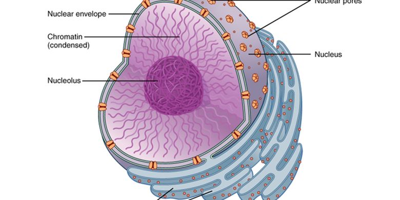 Perbedaan Nukleus dan Nukleolus
