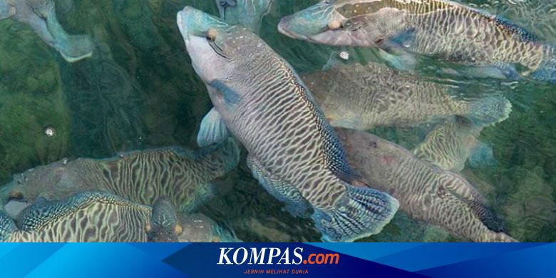 Cara Jaga Hasil Laut Indonesia Timur untuk Keberlanjutan Lingkungan