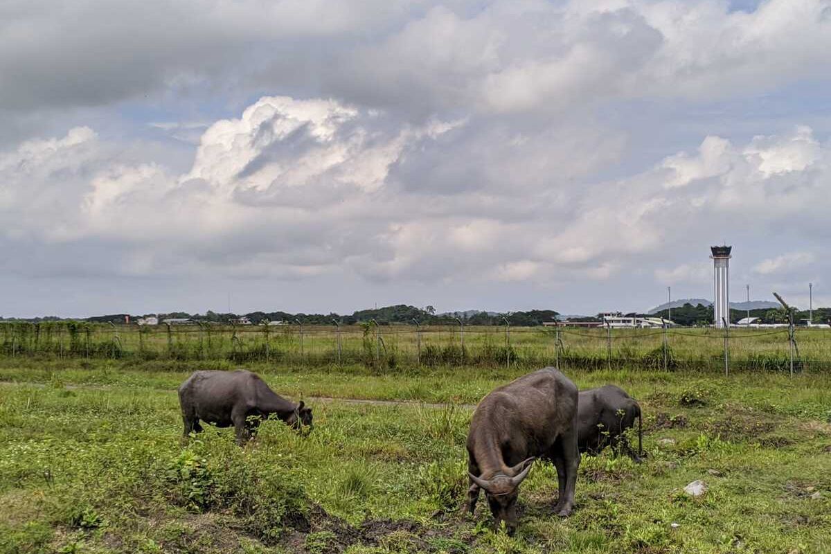 Saat Ratusan Kerbau Berkeliaran di Bandara Lombok, Ada yang Masuk "Runway"