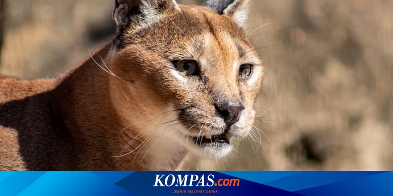 Caracal, Kucing Eksotis yang Bisa Jadi Hewan Peliharaan