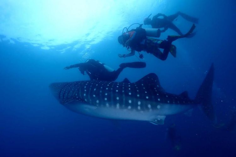 Bertemu Ikan Raksasa di Wisata Hiu Paus Botubarani Gorontalo