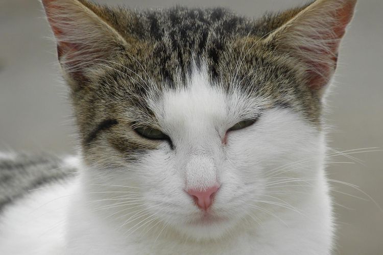 4 Alasan Kucing Mengedipkan Salah Satu Matanya