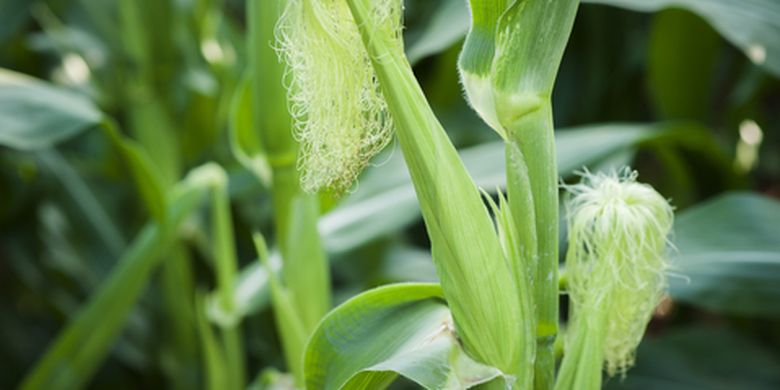 Tahapan Budidaya Baby Corn, Jagung Muda yang Rasanya Enak