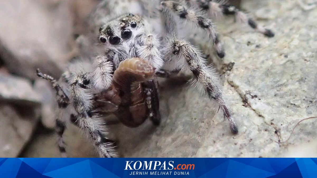 Genus Baru Laba-Laba Pelompat yang Ahli Berkamuflase Ditemukan di ...