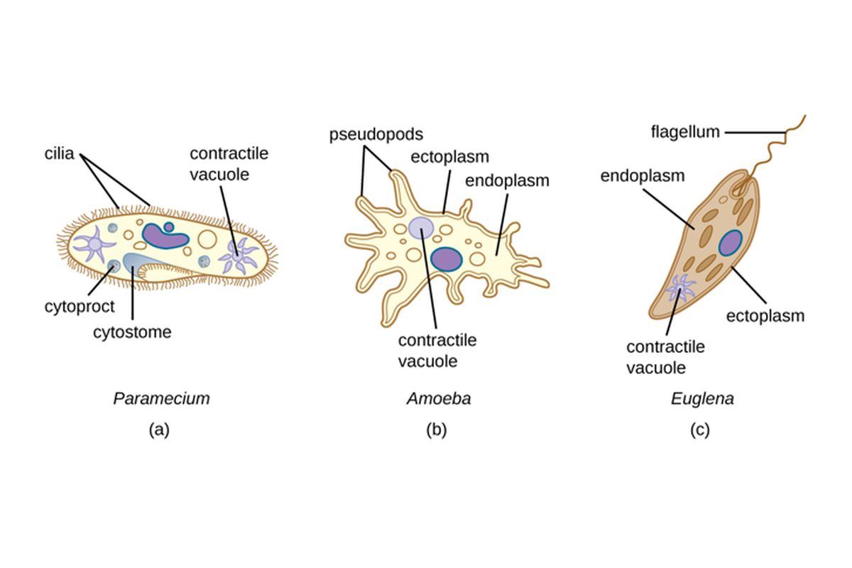 Kelebihan dan Kekurangan Organisme Satu Sel