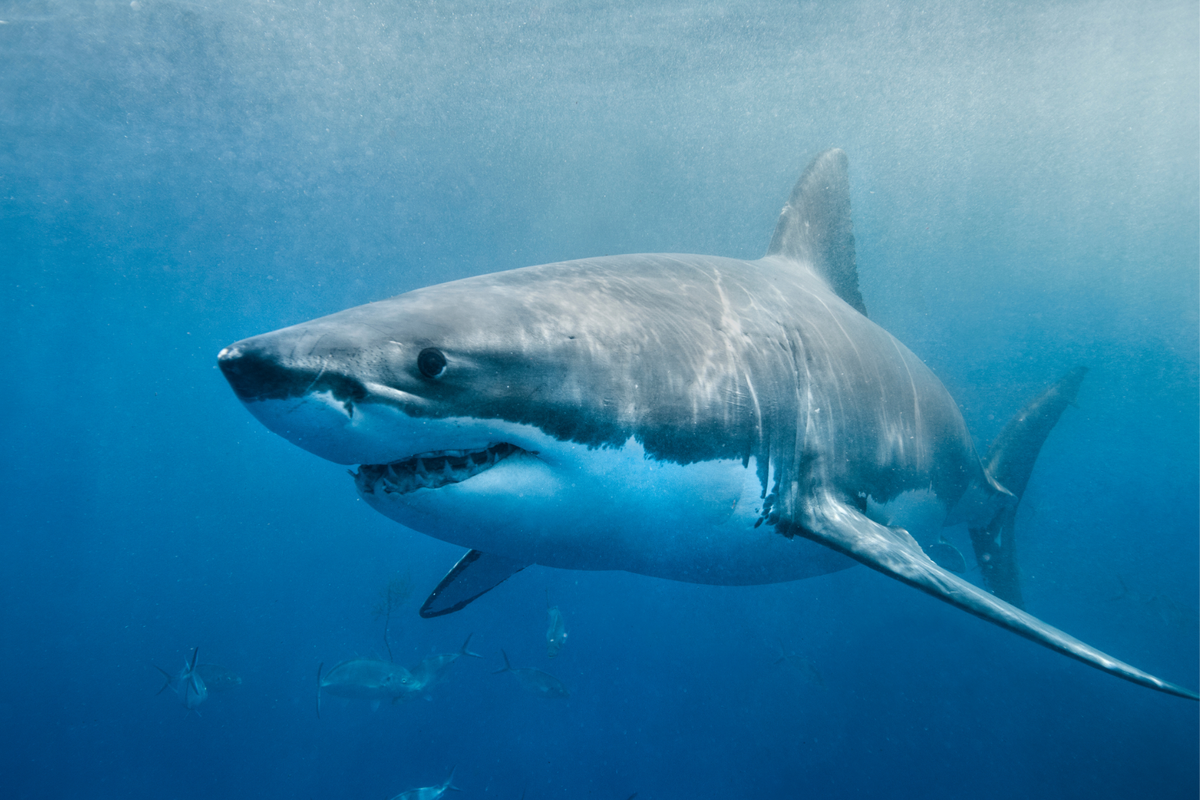 Kenapa Daging Ikan Hiu Tidak Boleh Dimakan? Ini Penjelasan Ilmiahnya