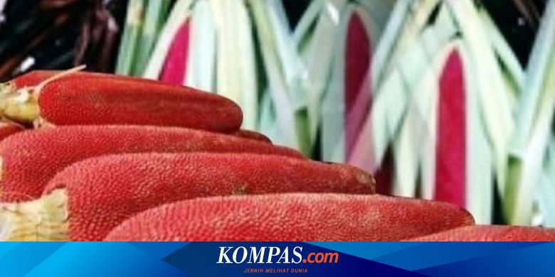 Nikmati Manfaat Buah Merah dari Tanah Papua...