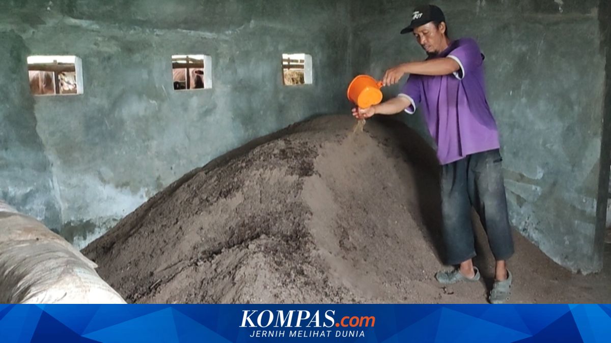 Rojai, Petani Sukses "Bermodal" Feses dan Urine Sapi di Palimanan