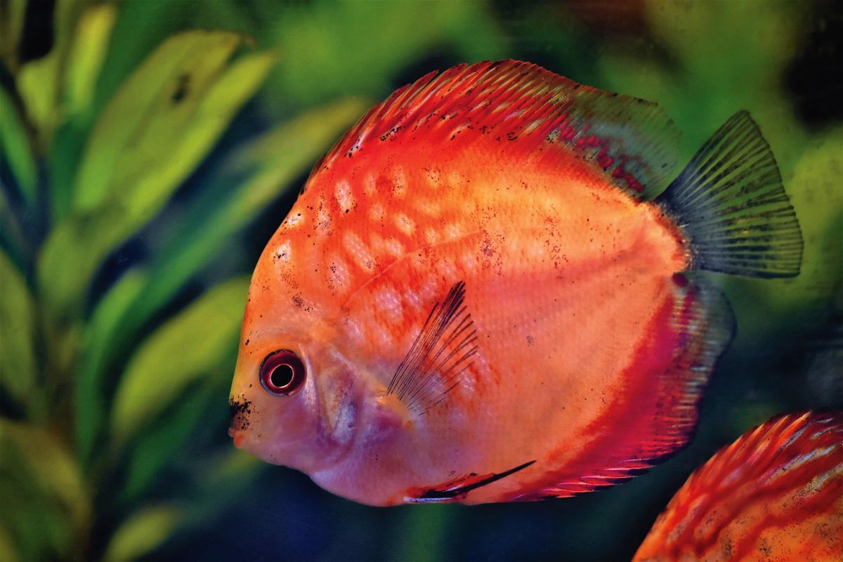 Cara Perawatan Akuarium Ikan Discus agar Berumur Panjang