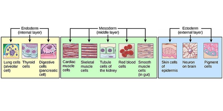Lapisan Ektodermis: Pengertian dan Fungsinya