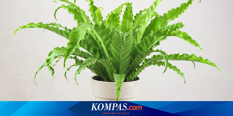 4 Cara Merawat Tanaman Pakis agar Tumbuh Hijau dan Subur