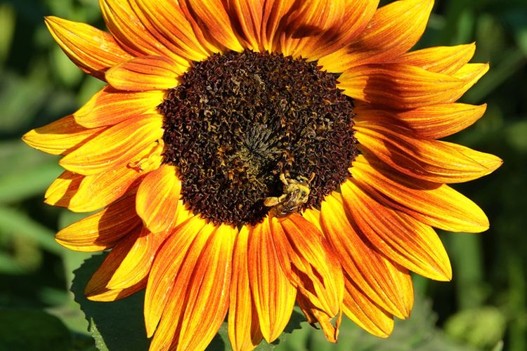 7 Jenis Bunga Matahari yang Cantik dan Dapat Ditanam di Rumah