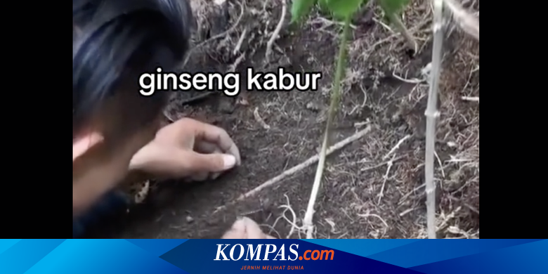 Ramai soal Ginseng Disebut Melompat dan Kabur Saat Dipanen, Bagaimana Faktanya?