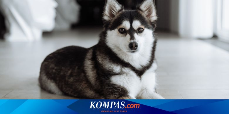 9 Ras Anjing Teacup, Bertubuh Mungil dan Menggemaskan