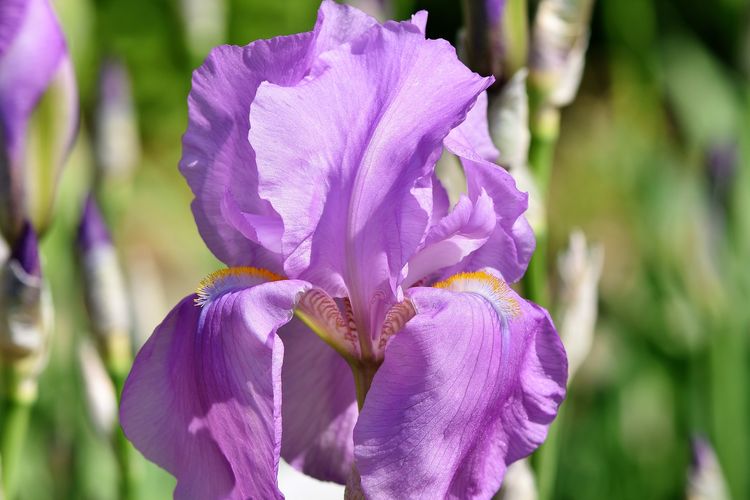 Daftar Bunga Terindah di Dunia, Mana Kesukaan Anda?