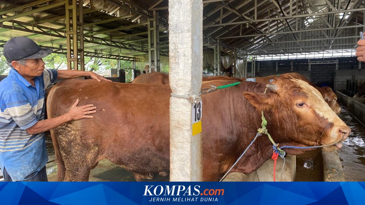 Kisah Ridwan, Perawat Sapi Kurban di Semarang dengan Pijat dan Jamu ...
