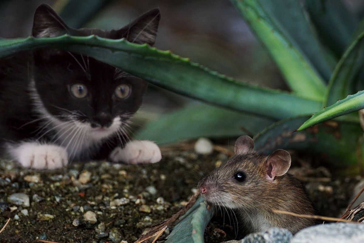 Benarkah Musuh Bebuyutan Kucing Adalah Tikus?