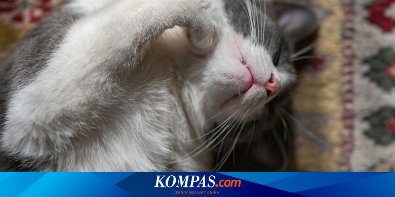 7 Alasan Kucing Tidur Terus, Bisa Jadi Stress