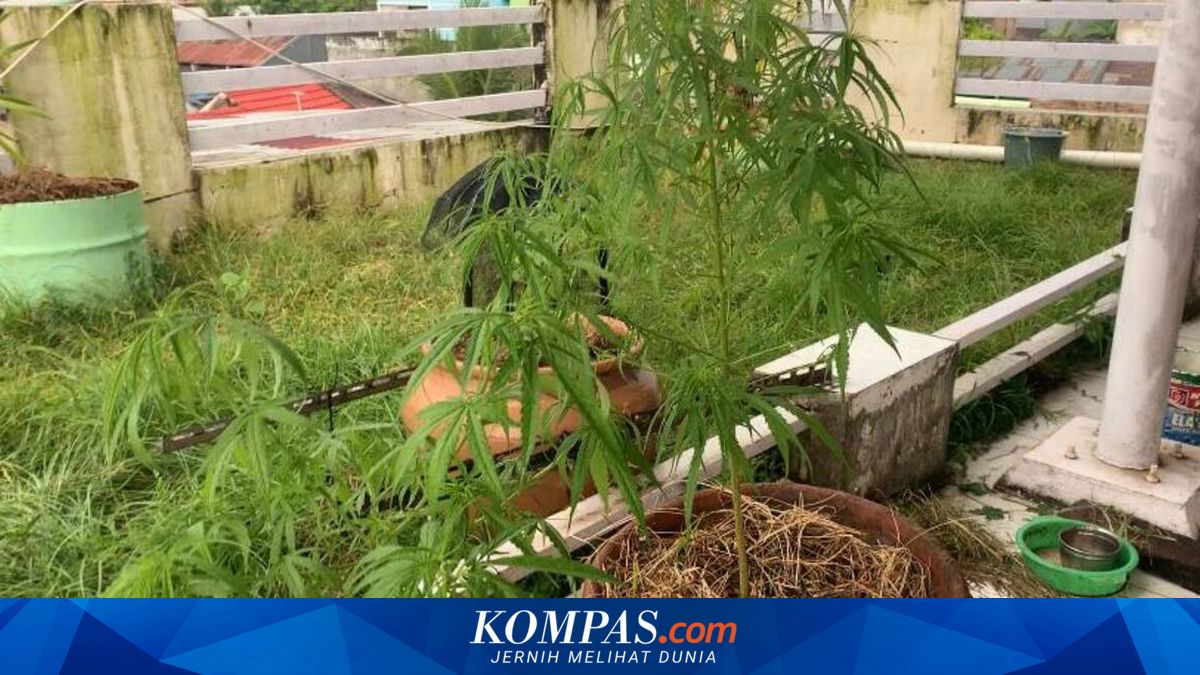 Pengakuan Pelaku yang Budi Daya Bibit Ganja di Vila Mewah Gowa, untuk ...