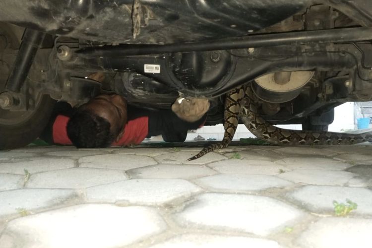 Berita Terkini Harian Evakuasi Ular Di Tangki Mobil Terbaru Hari Ini ...
