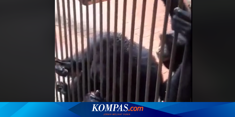 Viral, Video Monyet Ambil HP Pengunjung di Taman Margasatwa Ragunan ...