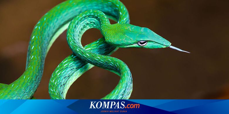 Mengenal Ular Pucuk, Ular yang Banyak Ditemukan di Permukiman