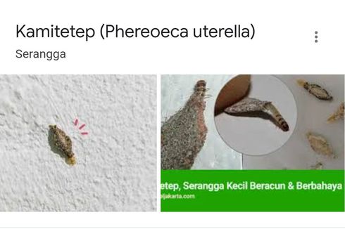 Berita Harian Serangga-kamitetep Terbaru Hari Ini - Kompas.com