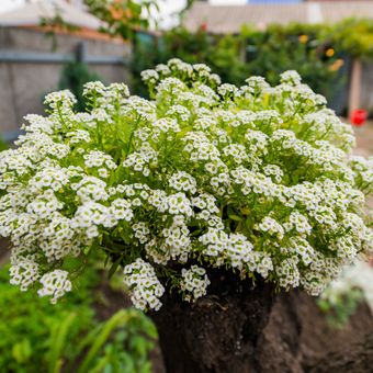 5 Tanaman Bunga yang Cocok Ditanam pada Juli