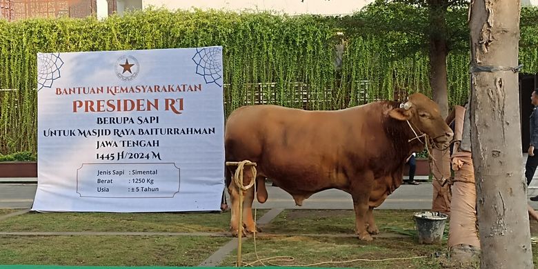 Berita Terkini Harian Sapi Jumbo Terbaru Hari Ini - Kompas.com
