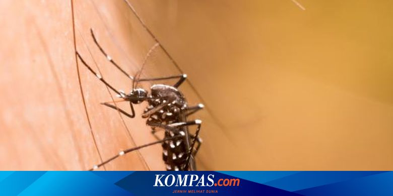 Berita Harian Ciri-ciri-nyamuk-DBD Terbaru Hari Ini - Kompas.com