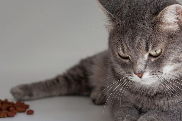 4 Penyakit yang Menyerang Saat Kucing Tidak Mau Makan, Jangan Abai