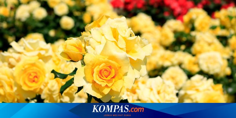 Mengenal Simbol dan Arti Bunga Mawar Kuning