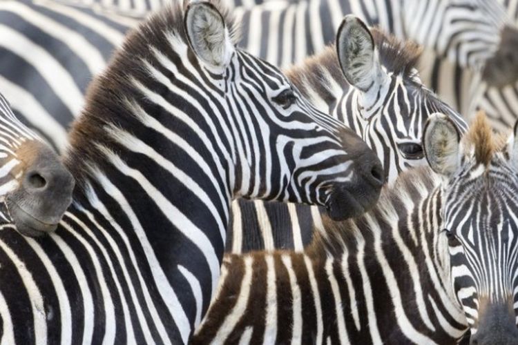 Zebra Tak Bisa Tidur jika Sendirian, Mengapa?