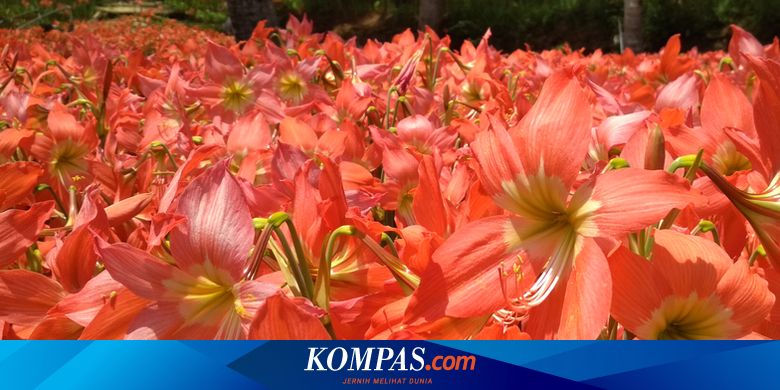 Kebun Bunga Amarilis asal Yogyakarta Siap Mekar pada Okteber