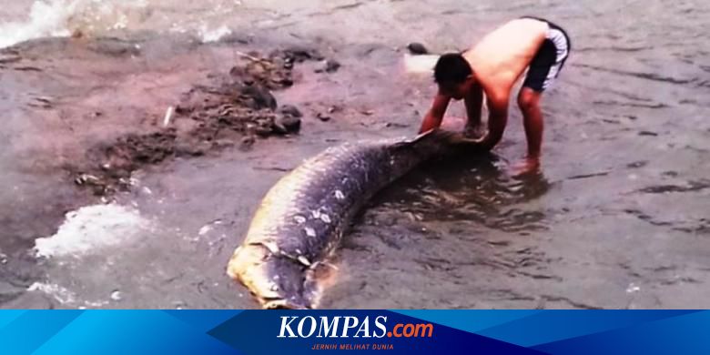 Ini Foto-foto Ikan Raksasa yang Terdampar di Sungai Ciliwung