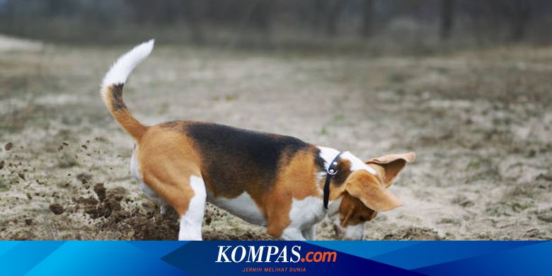 Mengapa Anjing Suka Mengubur Tulang?
