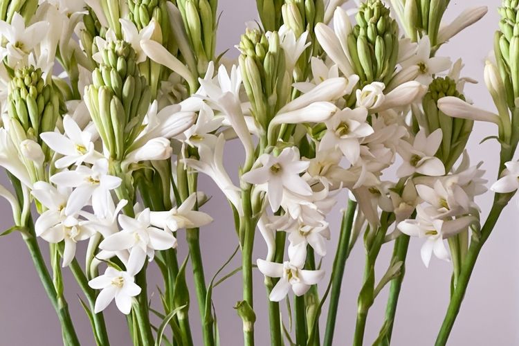 7 Bunga yang Mekar pada Malam Hari, Cantik dan Harum Halaman all ...