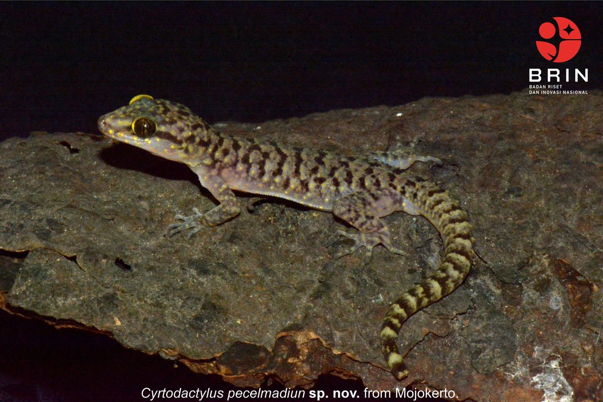 Peneliti Menemukan Spesies Cecak Baru, Dinamai Pecel Madiun