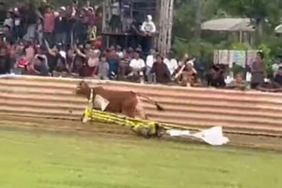Keleles Patah, Joki Karapan Sapi Berusia 13 Tahun Jatuh dan Terseret ...