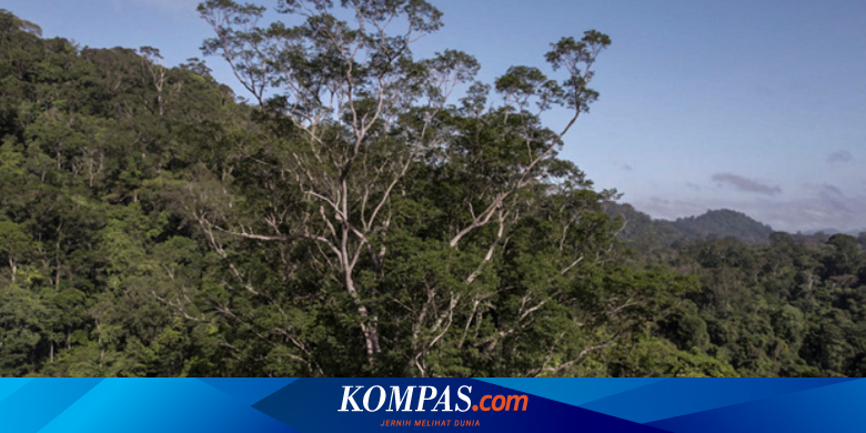 Pohon Tertinggi di Hutan Amazon Ditemukan, Tingginya Mencapai 88 Meter