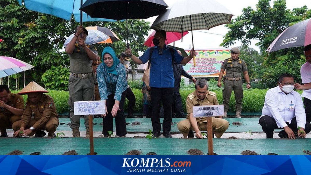 Gubernur Syamsuar Luncurkan Gerakan Tanam Cabai di Pekarangan untuk ...